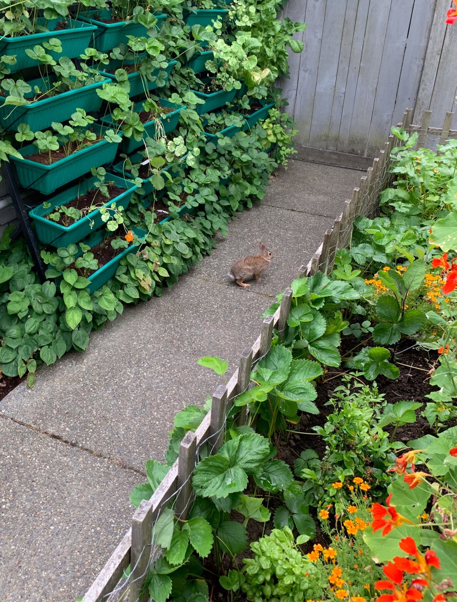 Garden Varmints – Blocking Bunnies – GARDINIA